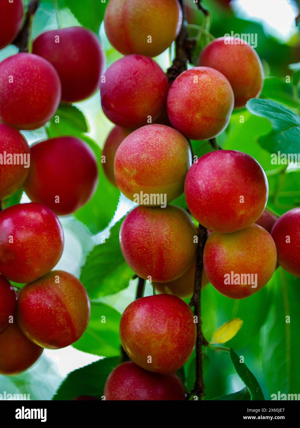 A close-up of cherry plums on a tree, showcasing their vibrant red ...