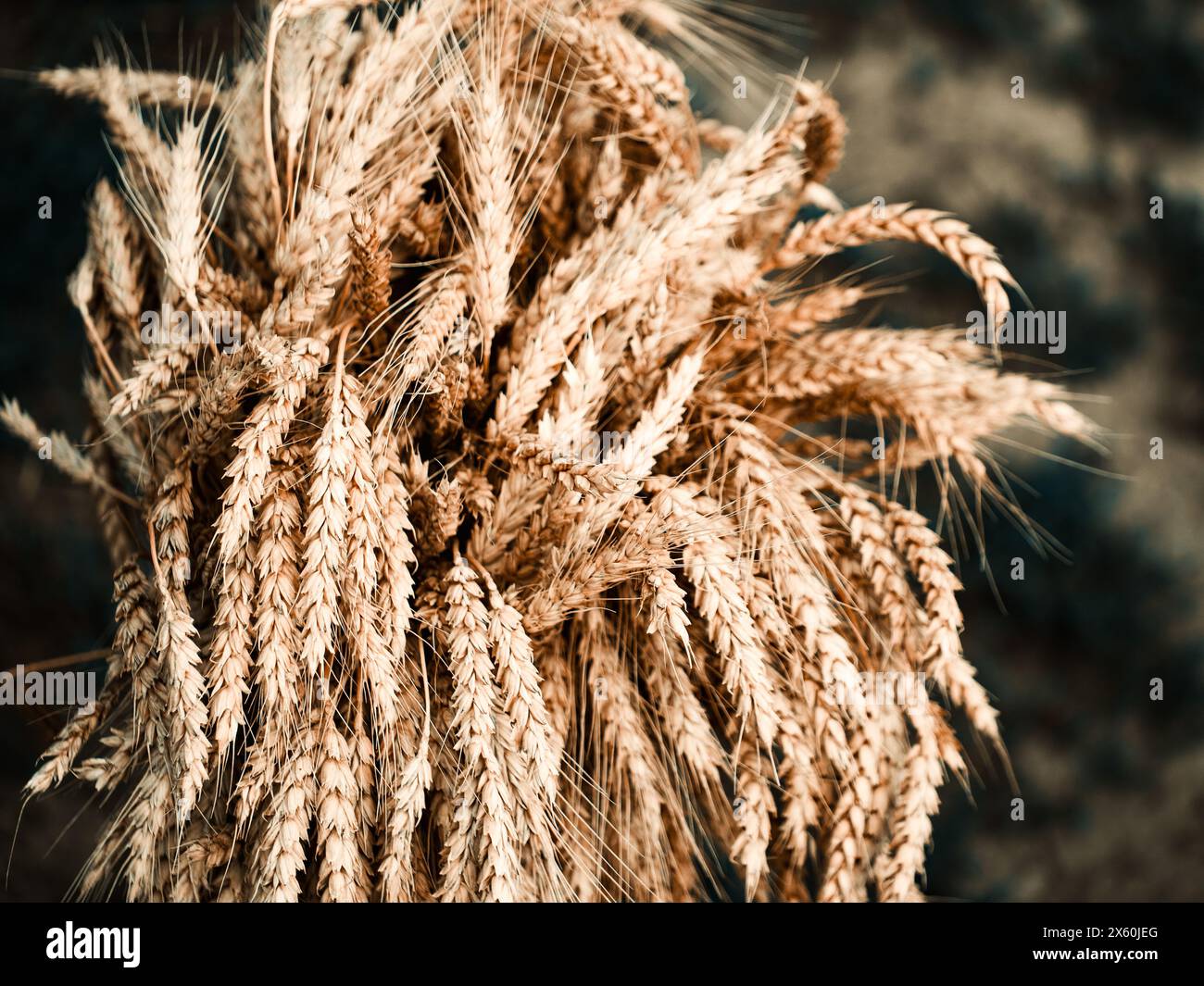 An image capturing the essence of harvest time with ripe wheat sheaves ...