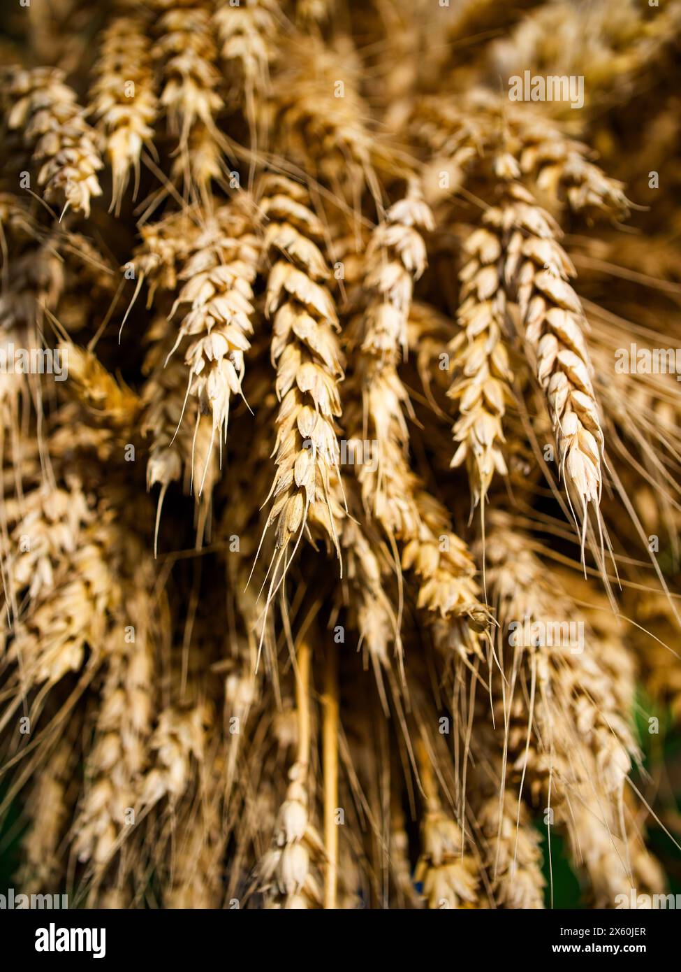 The image showcases mature wheat with prominent textures and warm tones ...