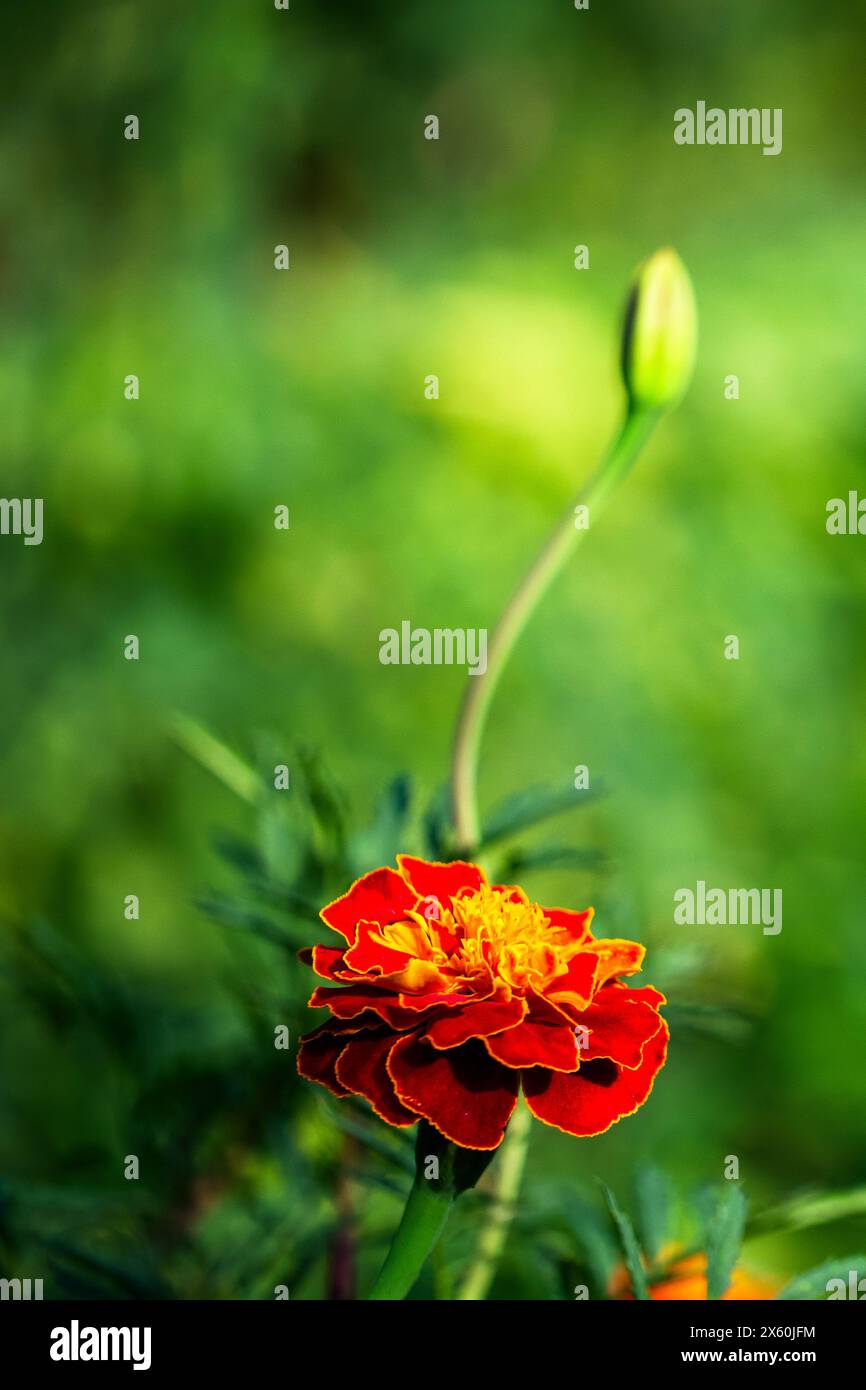 A single marigold flower in full bloom, displaying a mix of red and ...