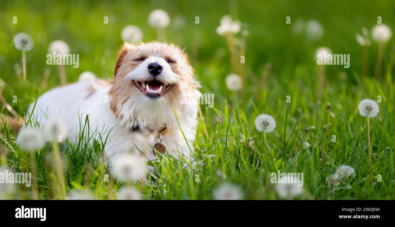Happy face of a cute smiling, laughing, healthy dog in the summer grass ...