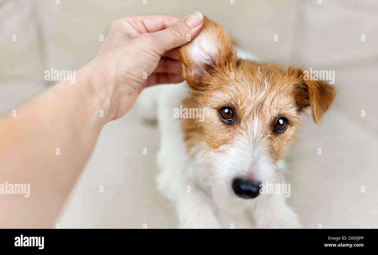 Owner's hand checking and cleaning her healthy dog's ear. Pet care ...