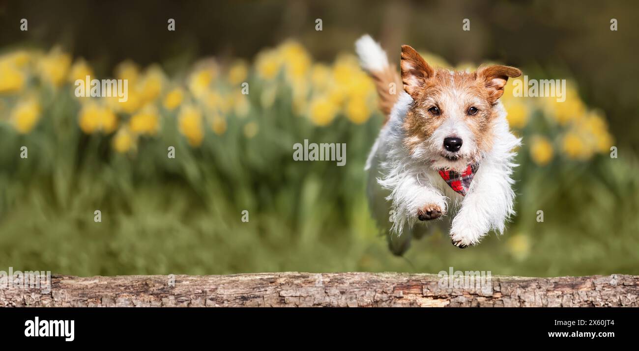 Happy hyperactive dog running. Walking with a playful puppy in summer ...