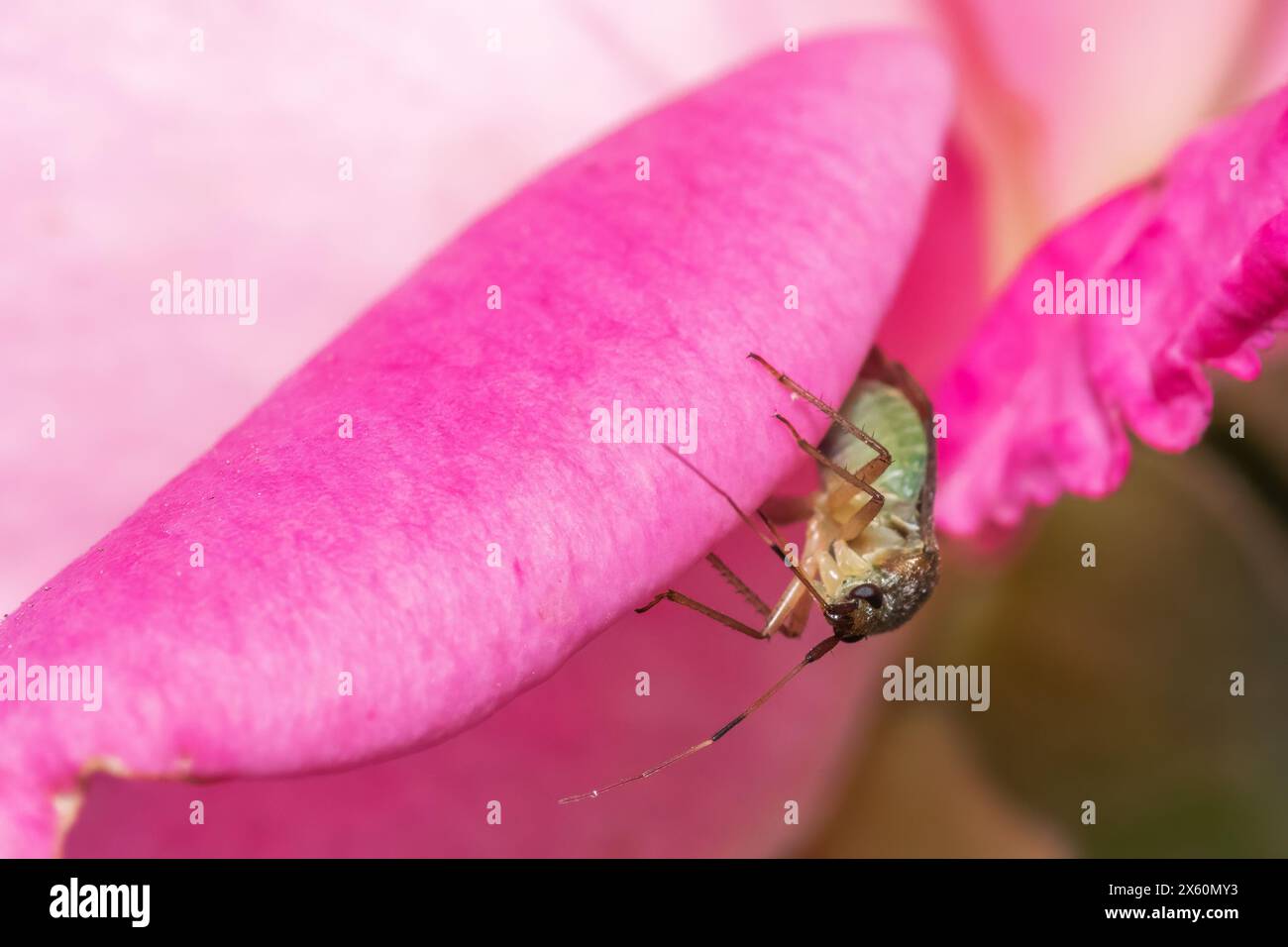 Little bug on a pink rose close up look Stock Photo - Alamy