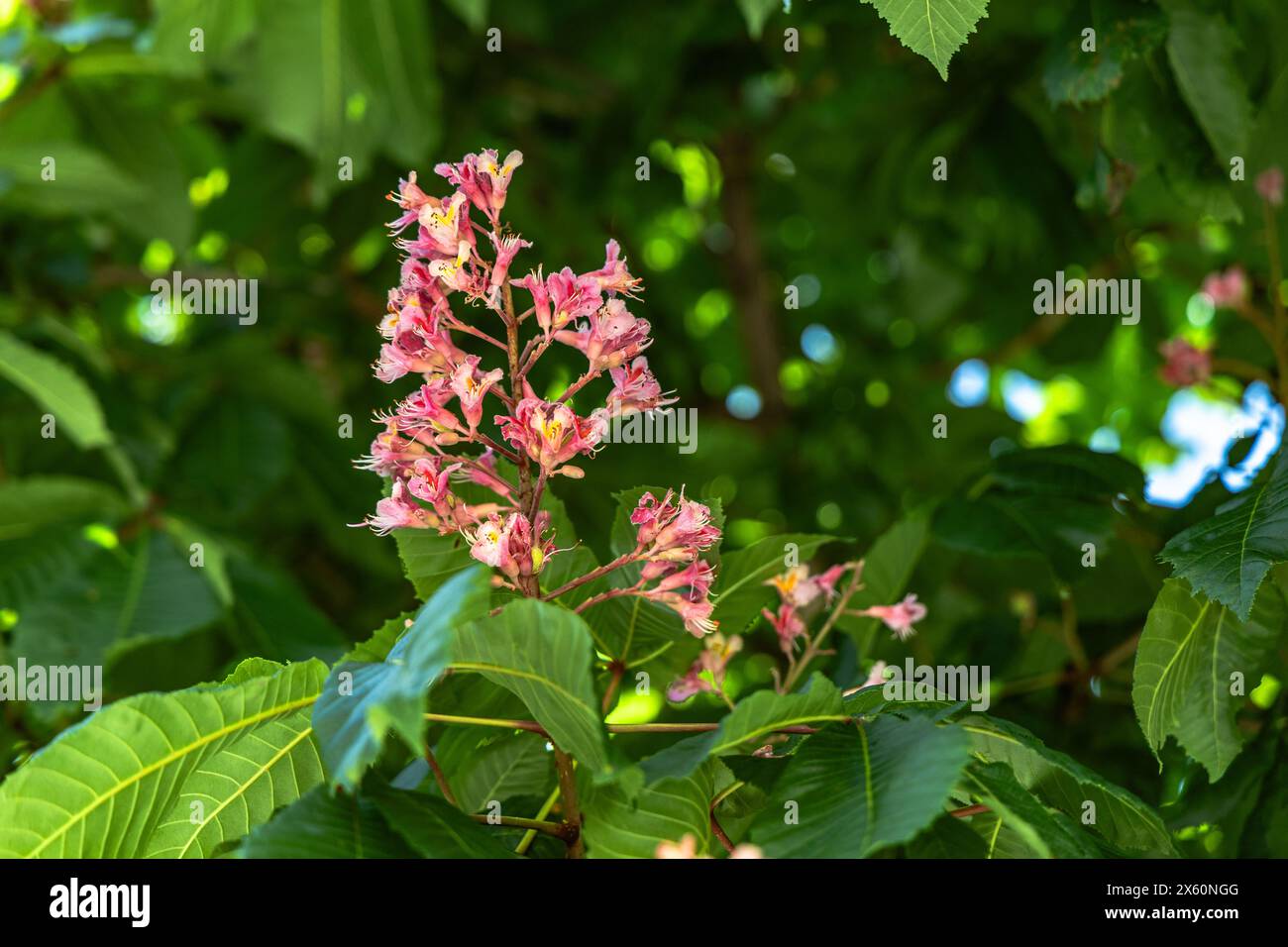 Aesculus x carnea tree dressed in pink blossoms during its springtime ...