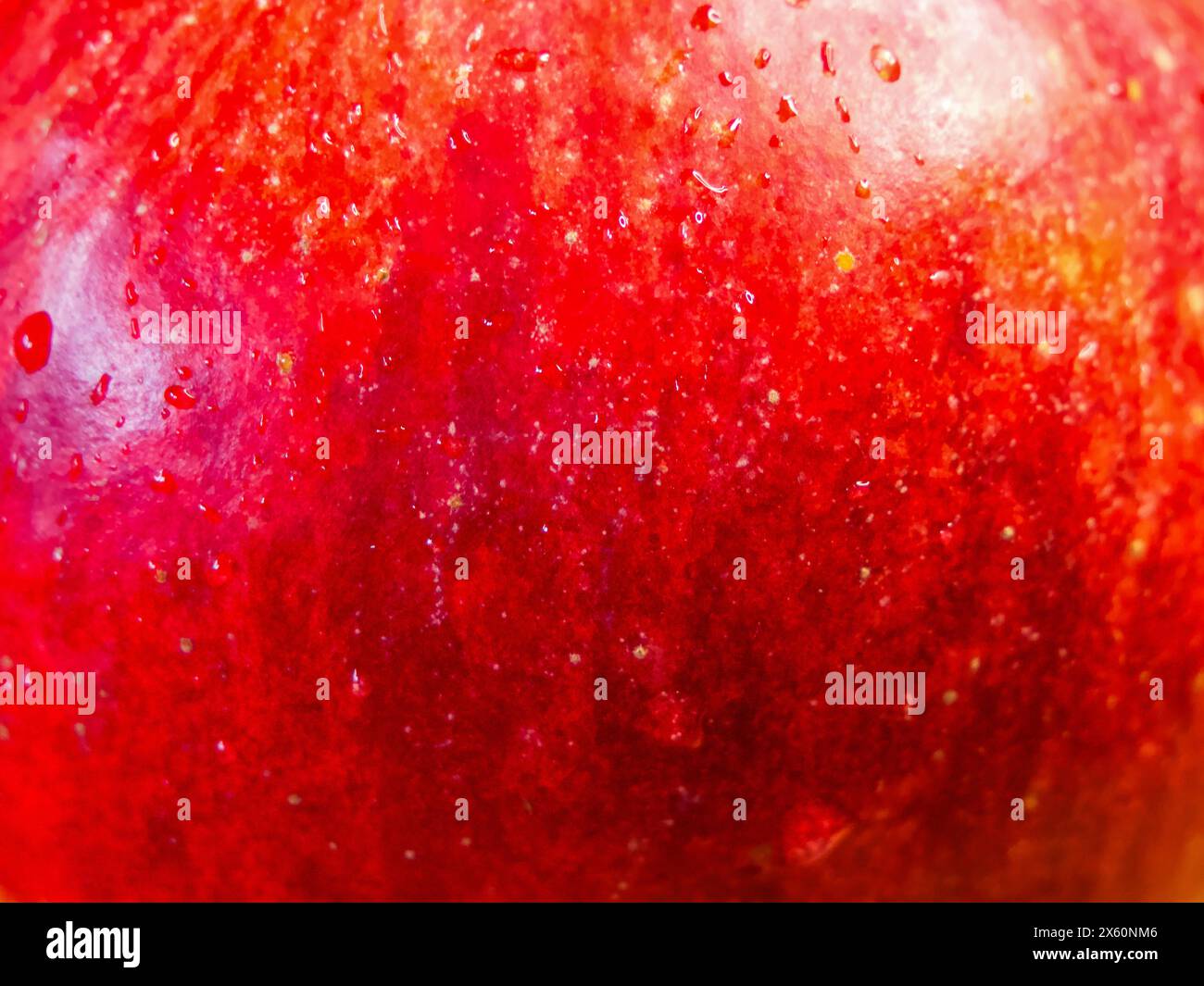 A close up of a red apple with a wet spot on it. The apple is shiny and ...