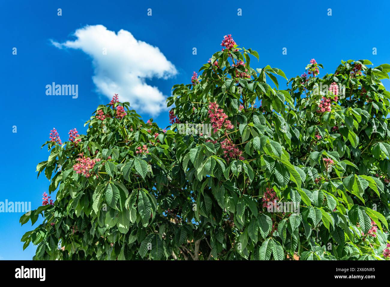 Spring blooms: Pink flowers on the Aesculus x carnea tree. Pink ...