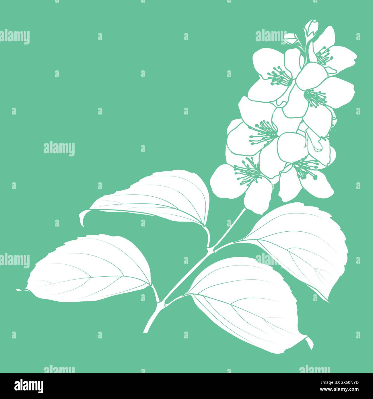 Blooming Philadelphus virginal or spring jasmine flower twig stencil ...