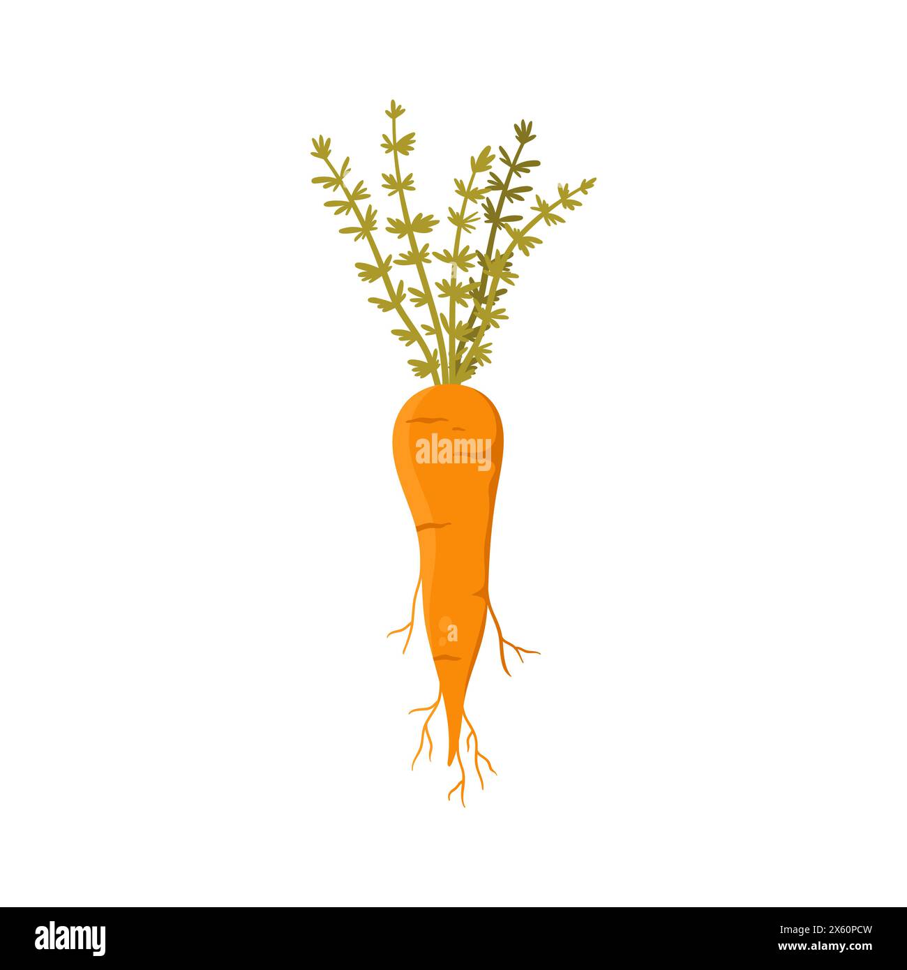 Carrot with green leaves and tuber from vegetable garden or farm field ...