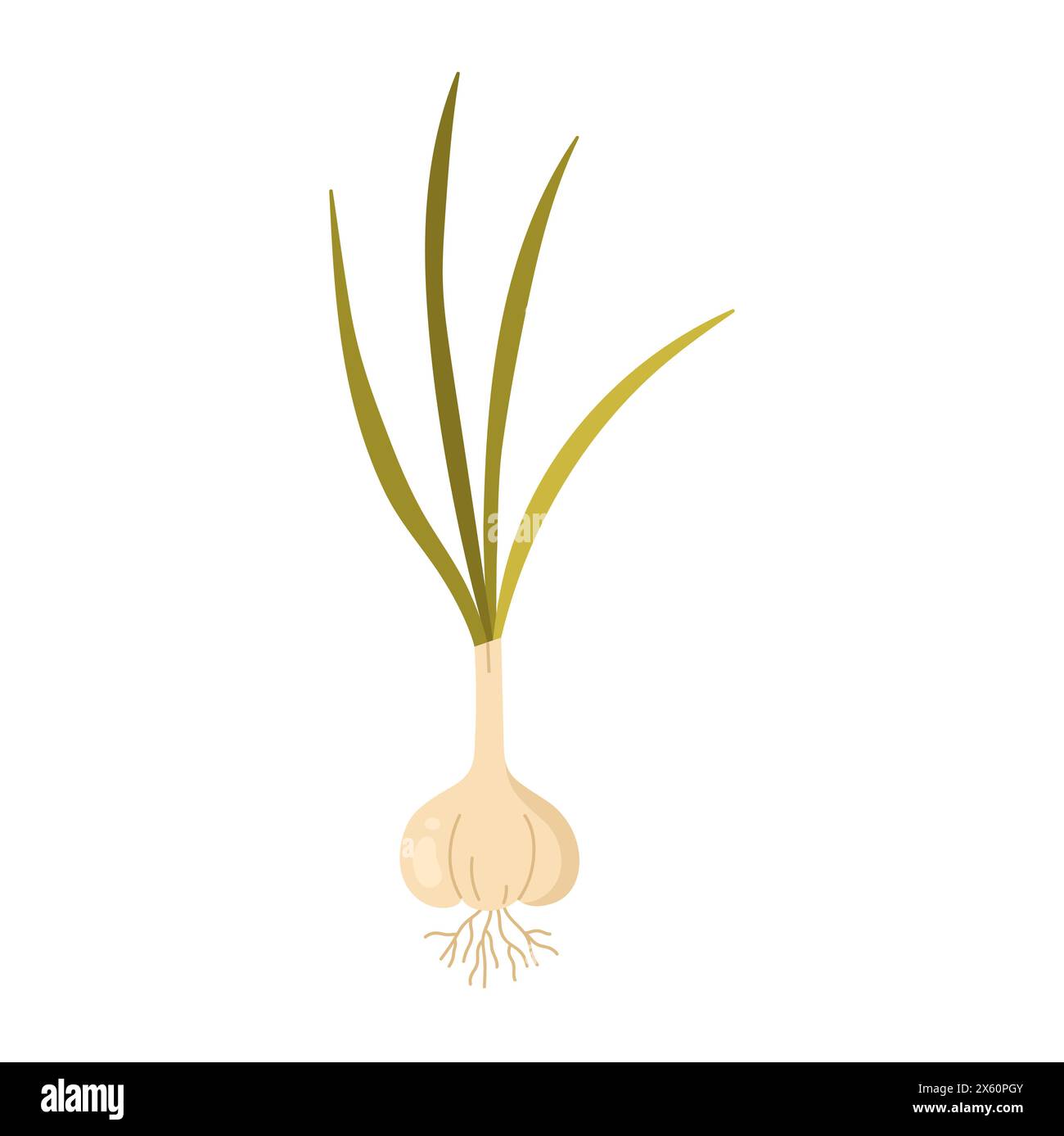 Garden garlic, young plant growing with leaves and roots from head ...