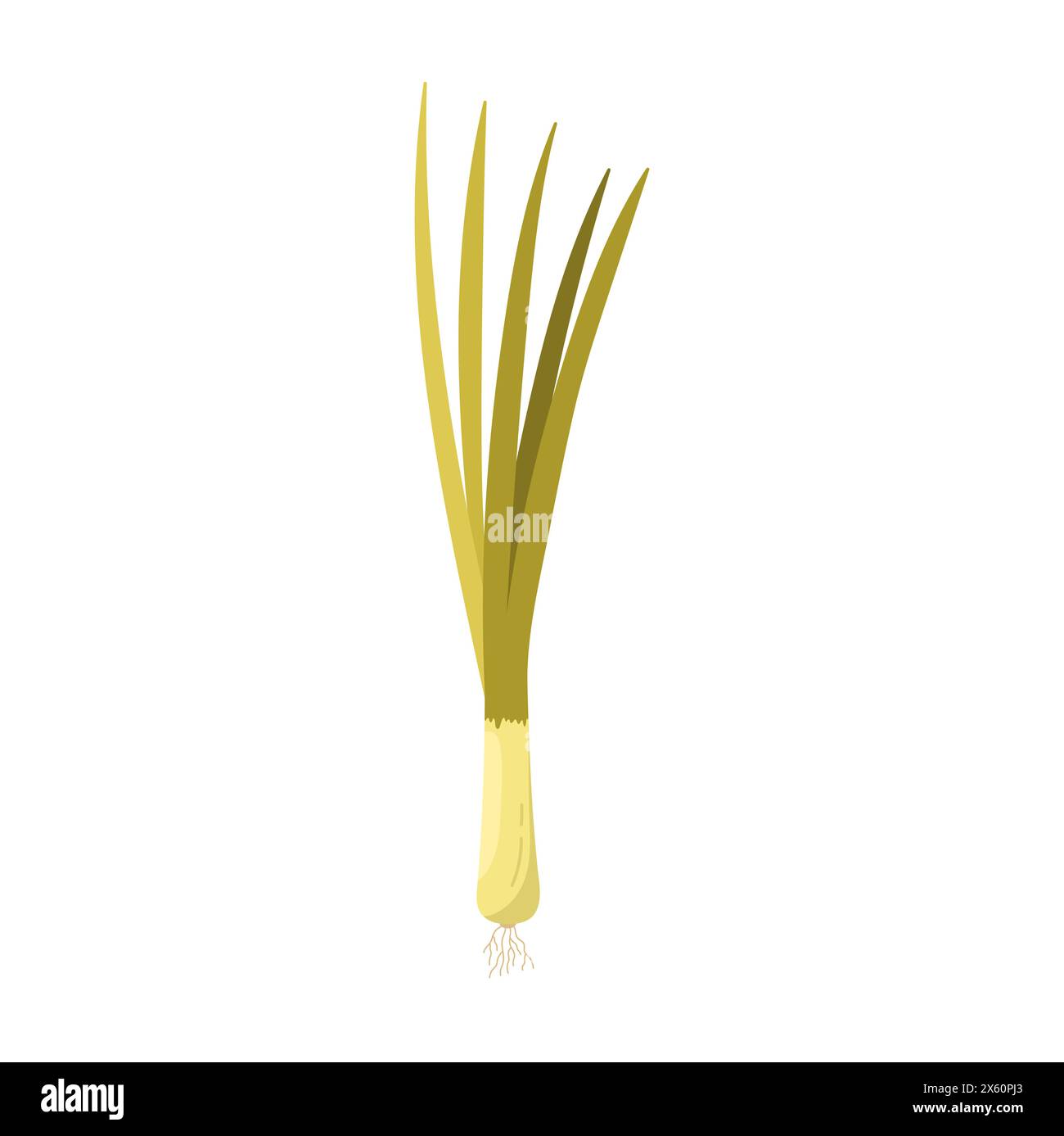 Growing green onion with roots and green shoots, cultivated botanical ...