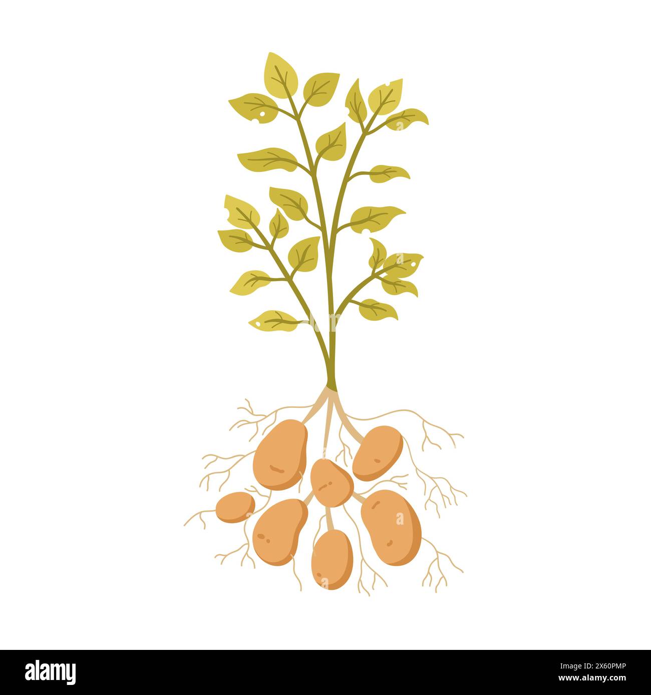 Potato plant with tuber harvest, roots, green leaves on stem vector ...