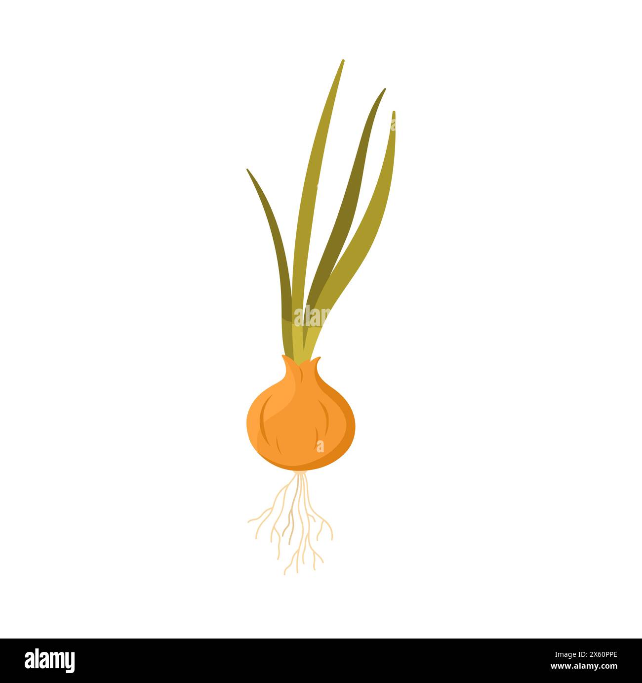 Onion bulb with roots and green leaves from vegetable garden or farm ...