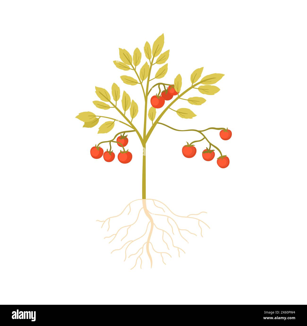 Tomato plant with vegetable harvest and leaf on stem, underground roots ...