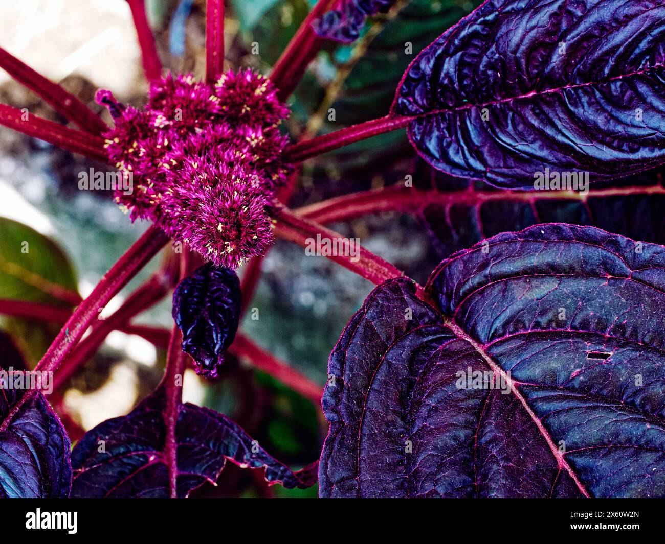 An elegant dance between a vibrantly textured red flower and the ...