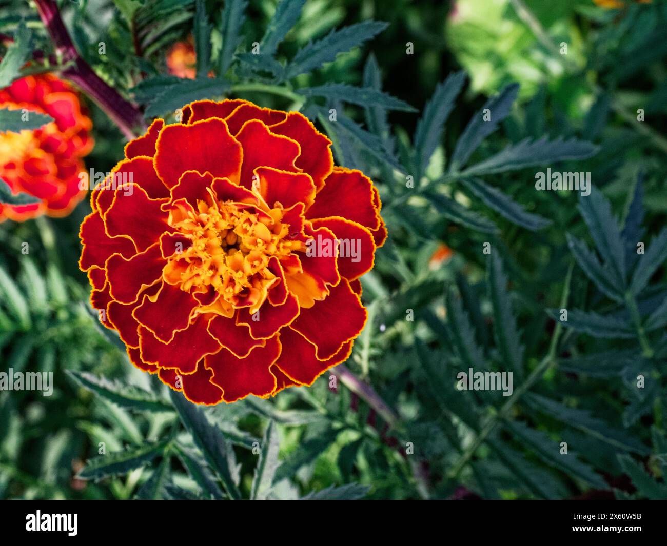 This image captures a stunning marigold showcasing its intricate petal ...