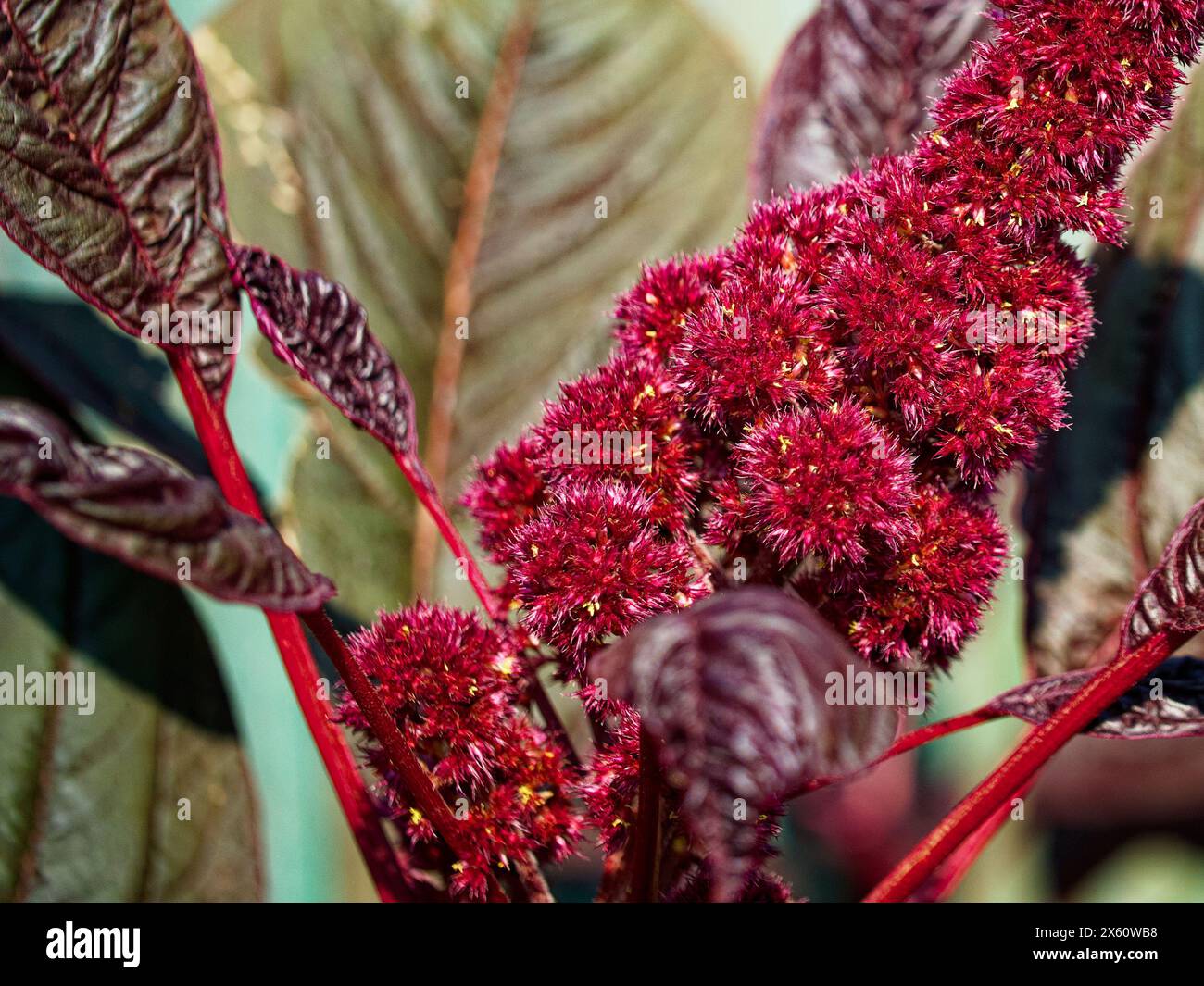 Detailed red foliage, the main subject of the image, ideal for use in ...