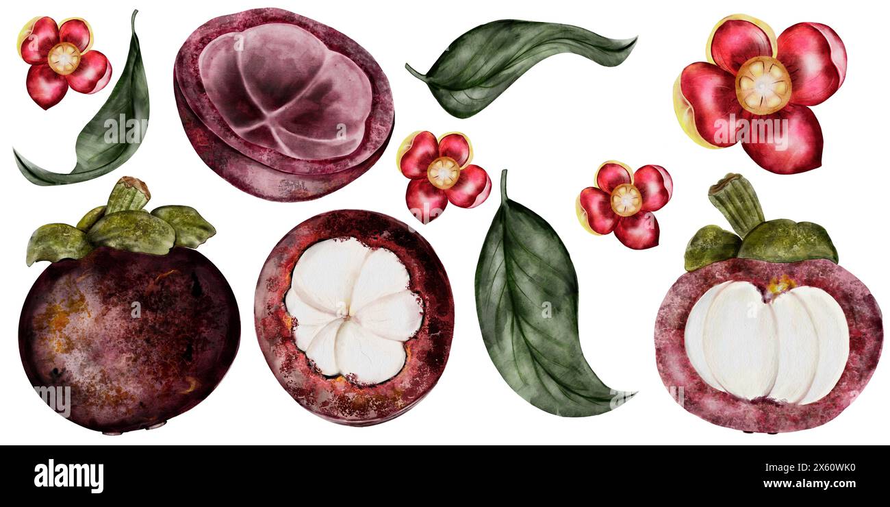 Mangosteen fruit big watercolor set. Tropical fruit illustration hand ...