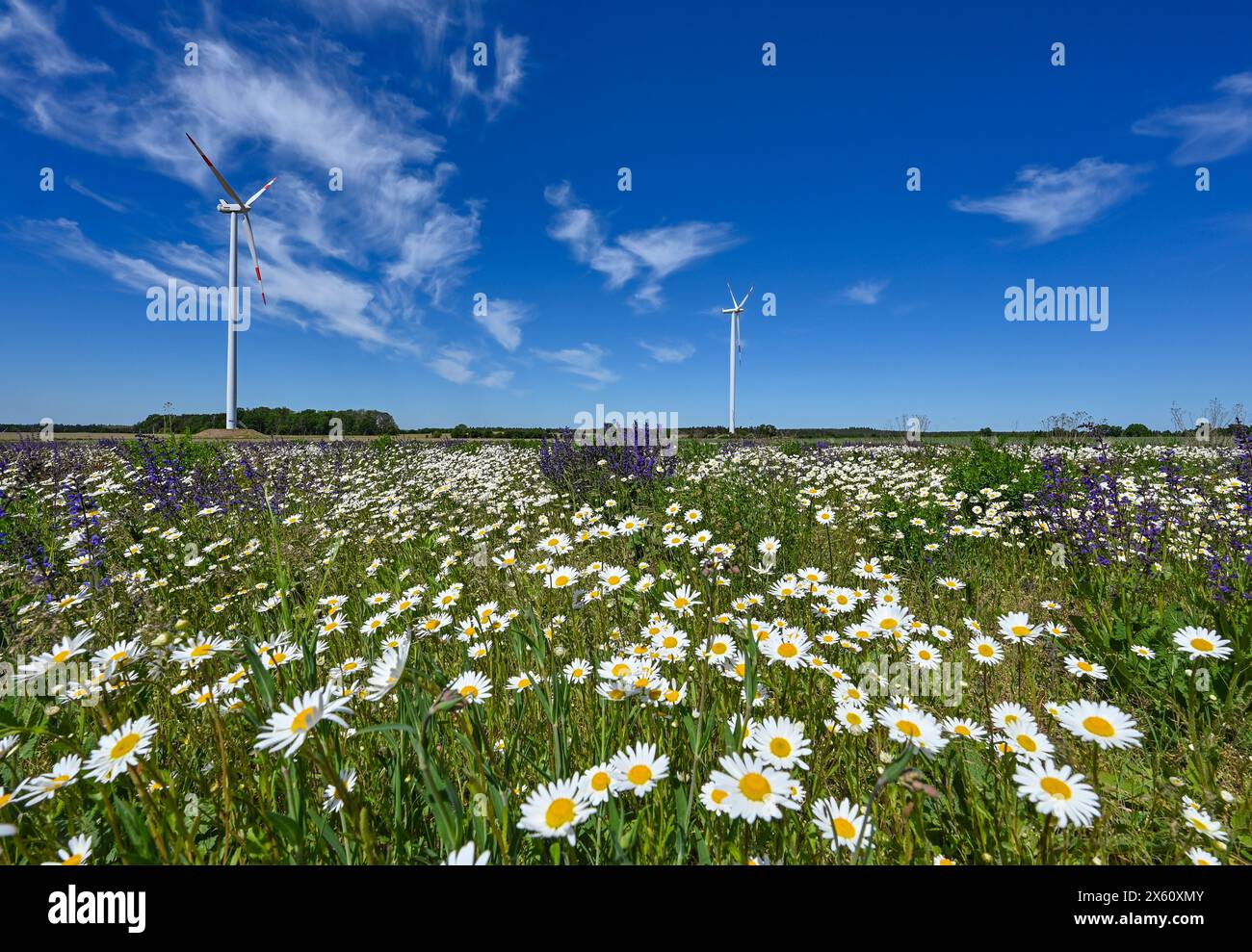 12 May 2024, Brandenburg, Sieversdorf: Only a few clouds drift across ...