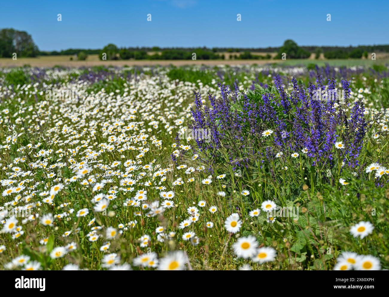12 May 2024, Brandenburg, Sieversdorf: A flowering meadow of white ...