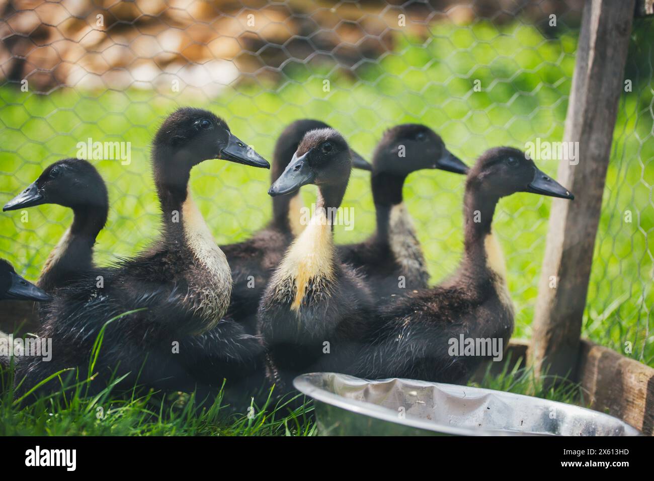 Pommeranian ducklings, an endangered duck breed from Germany ...