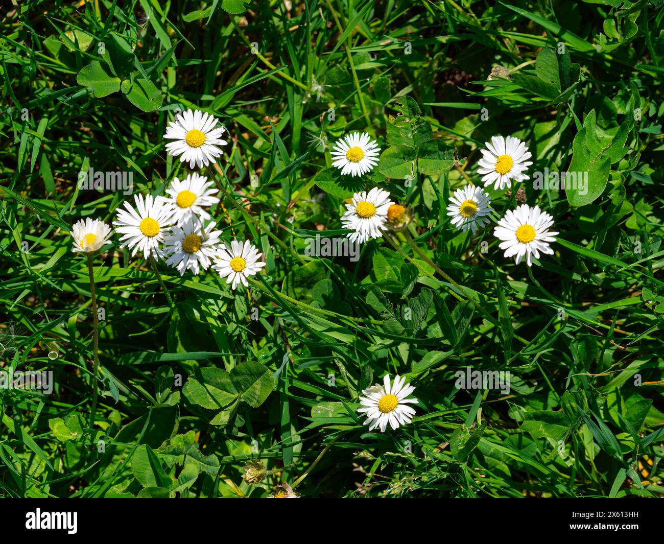 Vibrant white daisies in lush greenery, serene natural setting under ...