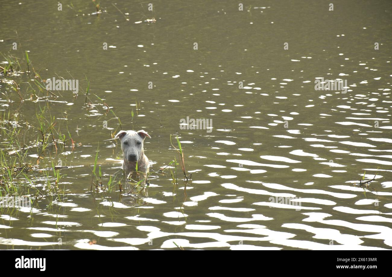 dog soaking in water for cool off at Klong bot water reservoir lake in ...