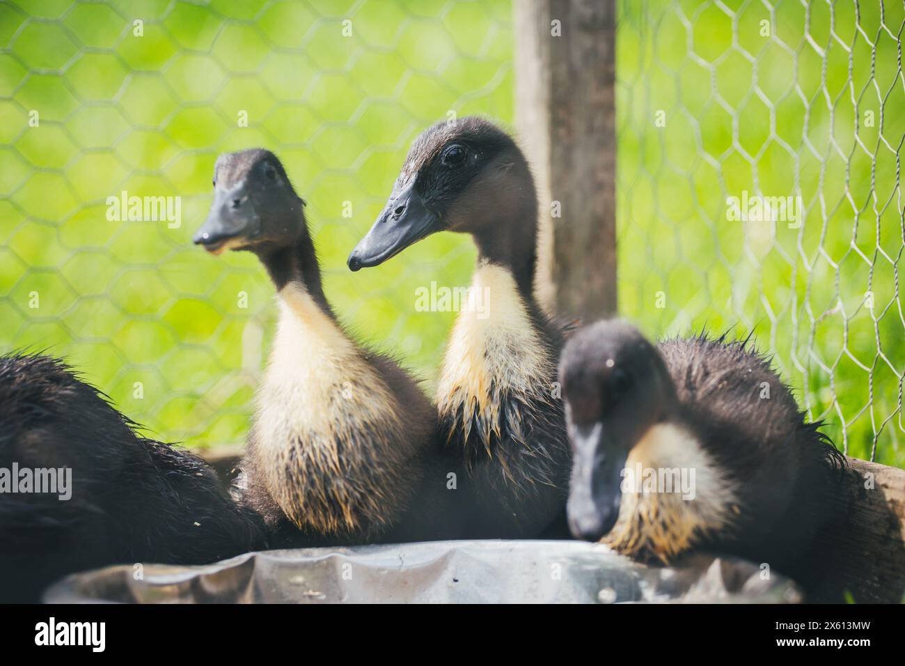Pommeranian ducklings, an endangered duck breed from Germany ...