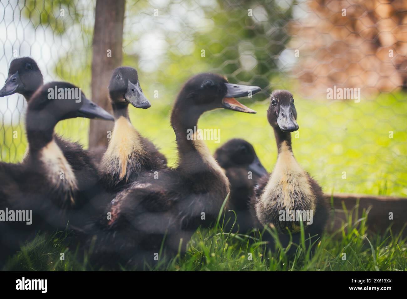 Pommeranian ducklings, an endangered duck breed from Germany ...