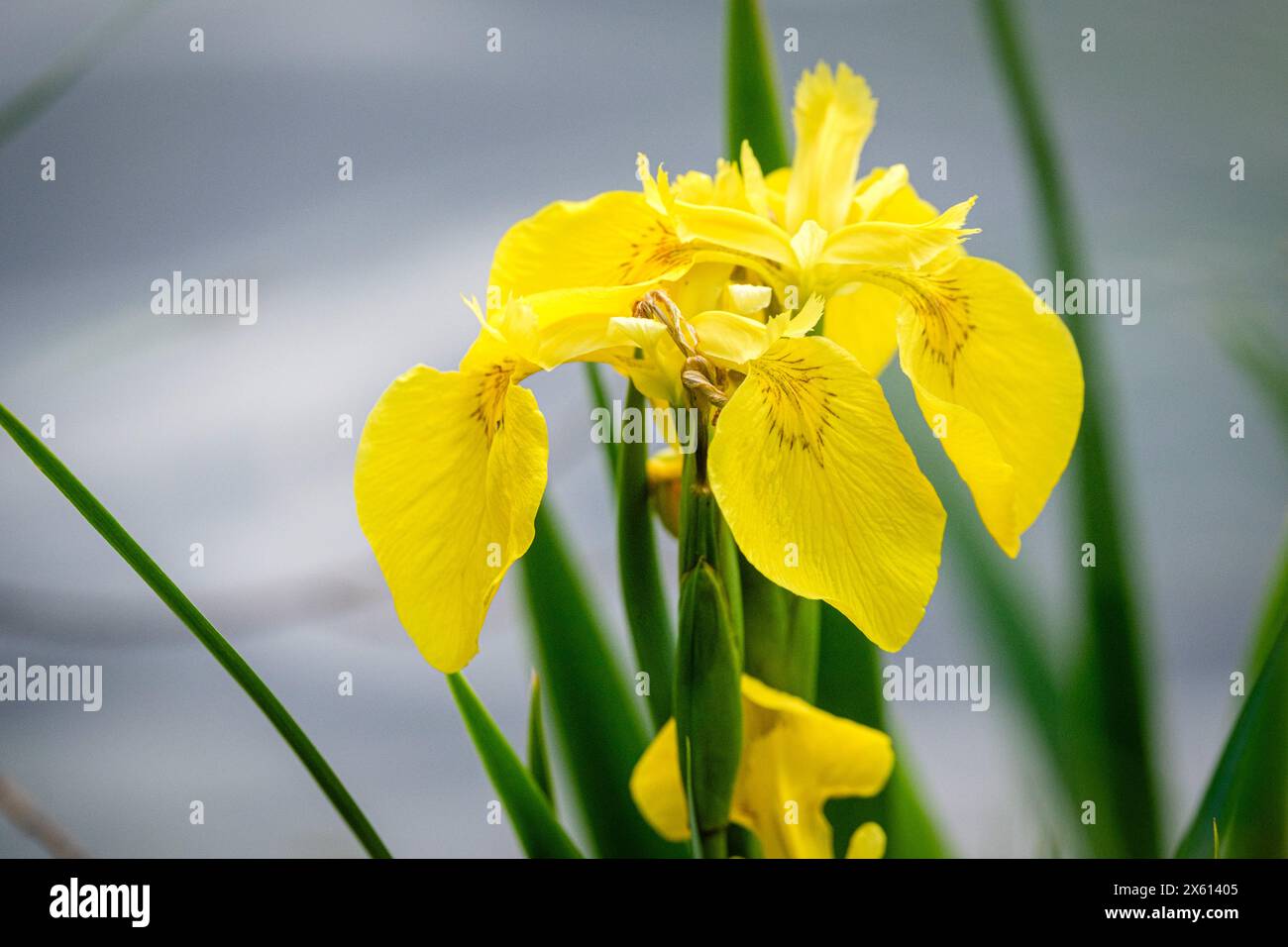 Yellow marsh iris in close-up on the edge of a lake Stock Photo - Alamy