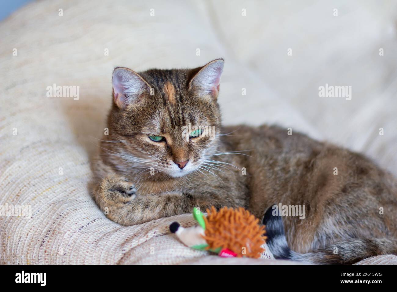 Domestic tricolor (white, gray, red) half-breed cat with green eyes ...