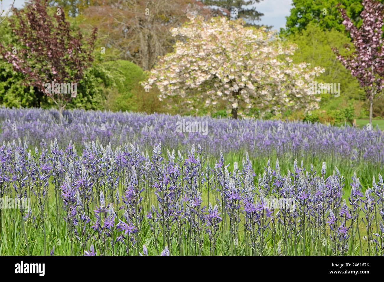 Blue Camassia leichtlinii, the great camas or large camas, in flower ...