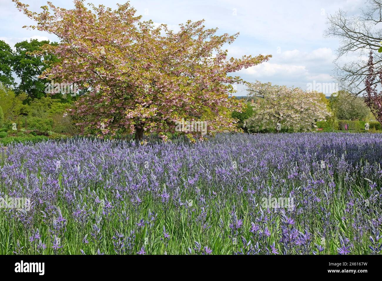 Blue Camassia leichtlinii, the great camas or large camas, in flower ...