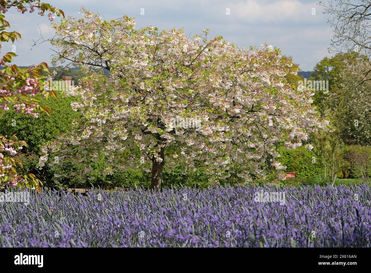 Blue Camassia leichtlinii, the great camas or large camas, and a white ...