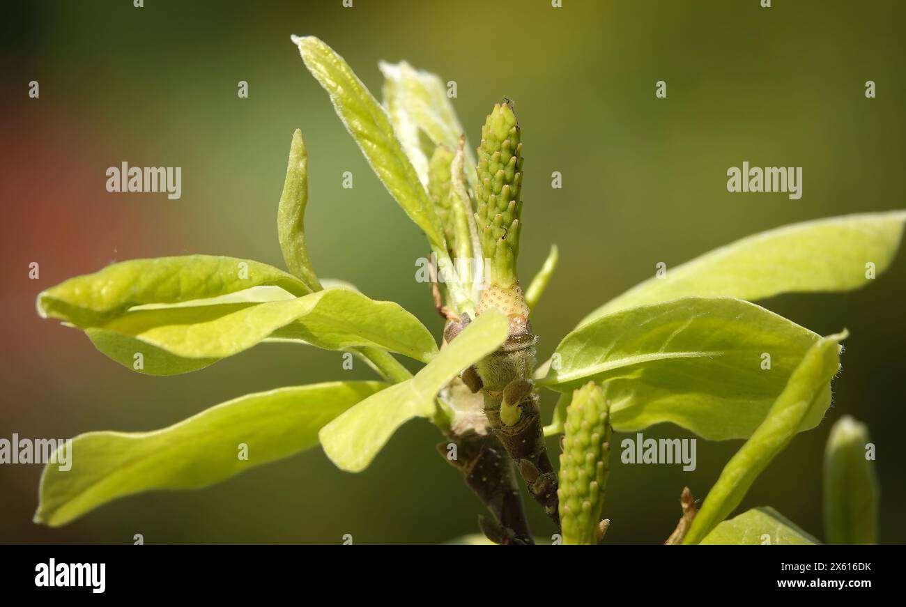 Tree branch with spring flowering sprouts Stock Photo - Alamy