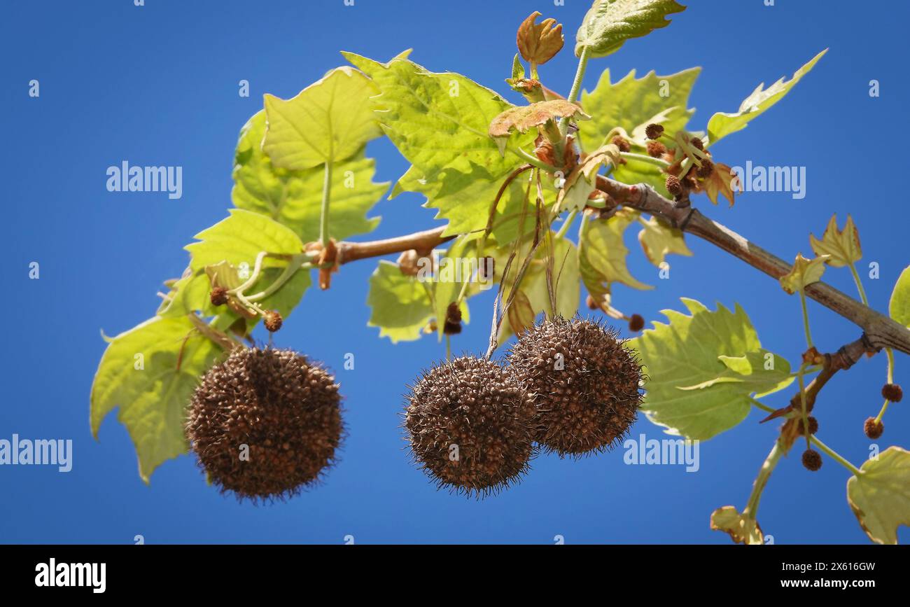 Sycamore cuneifolia tree with large seeds in the form of round ...