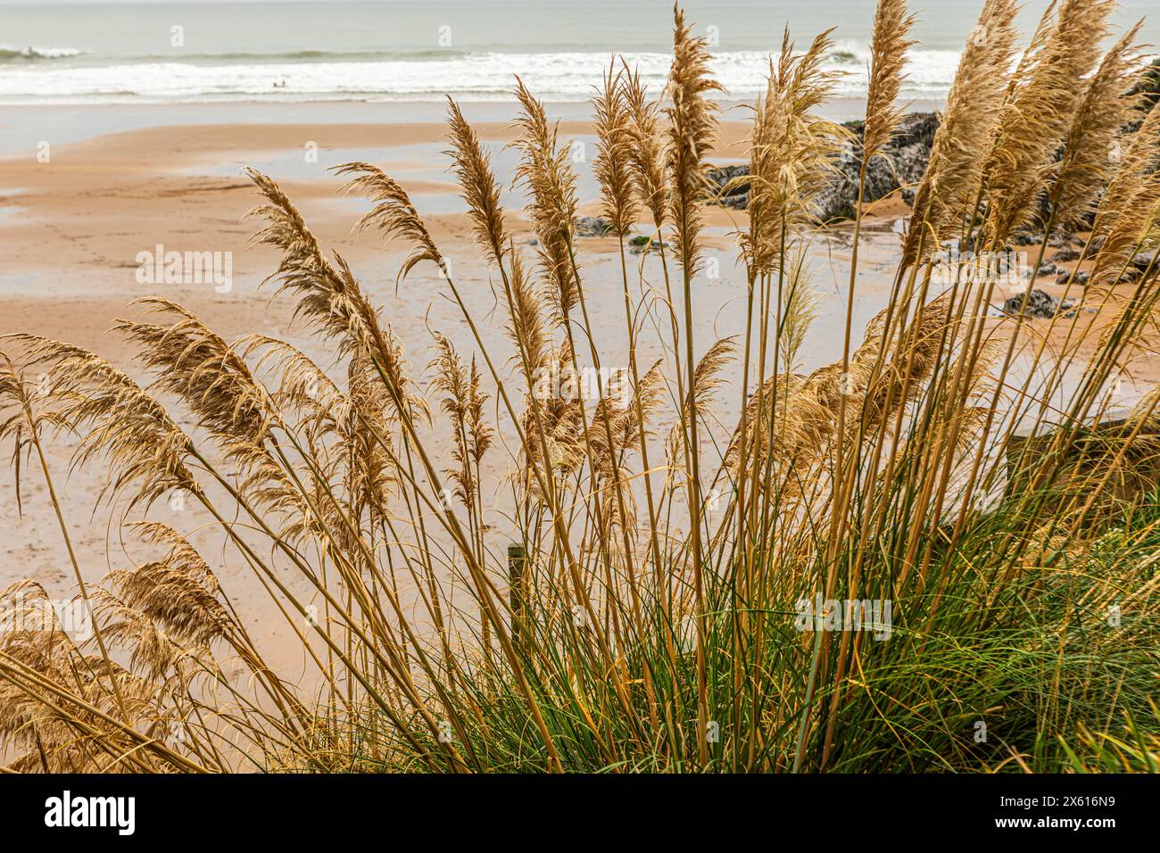 A view of Putsborough beach looking through long grasses Stock Photo ...