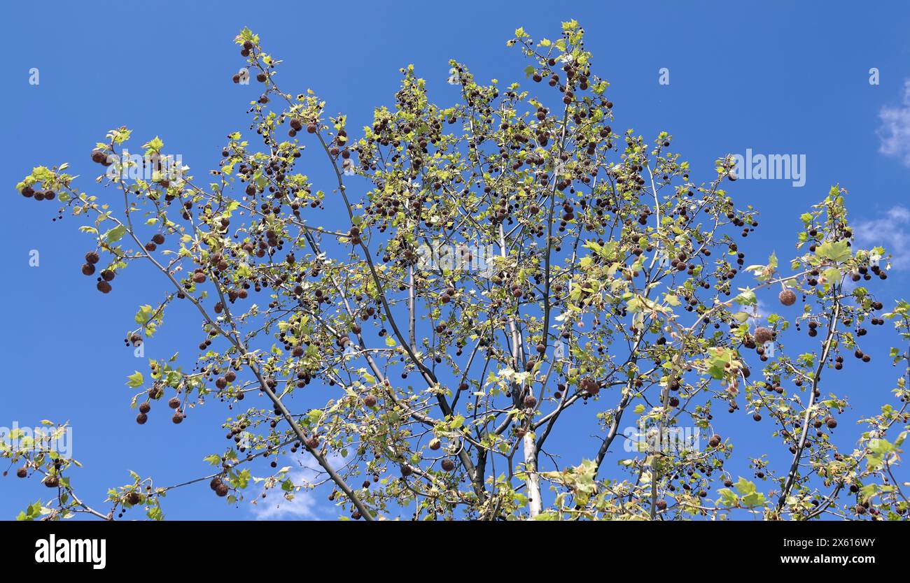 Sycamore cuneifolia tree with large seeds in the form of round ...