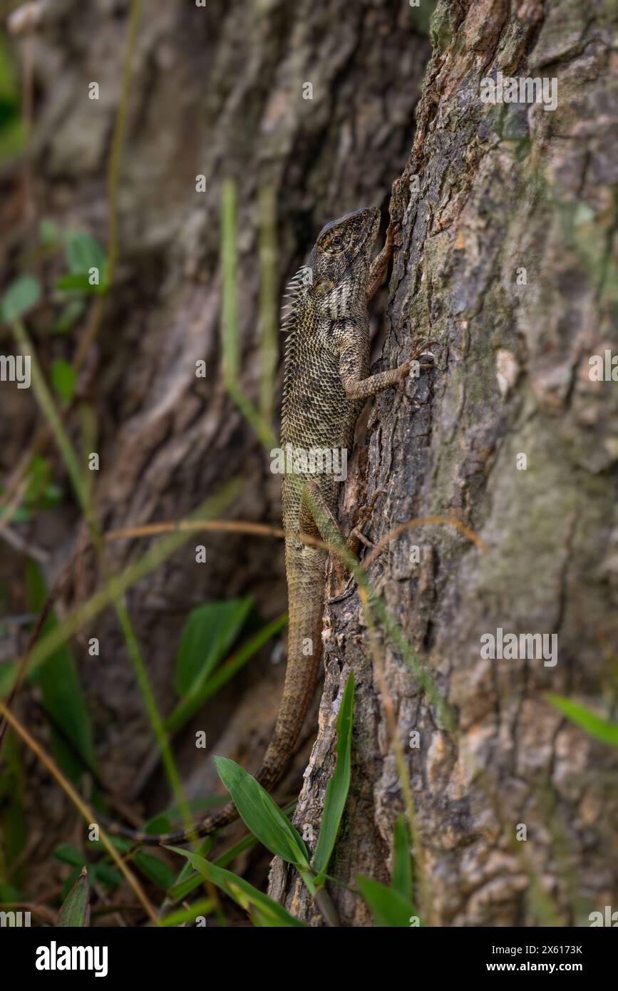 Oriental Garden Lizard - Calotes versicolor, colorful changeable lizard ...