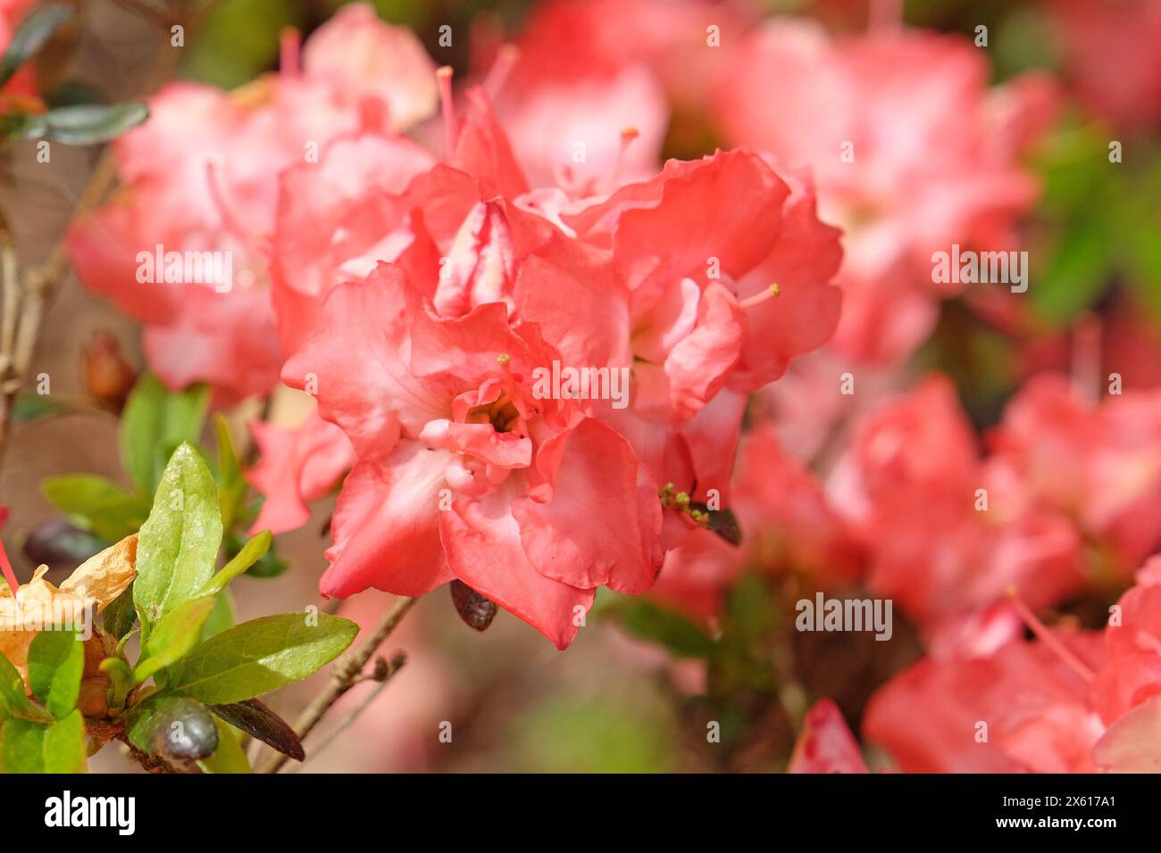 Salmon pink orange double Rhododendron azalea ‘Hydie’ in flower Stock ...