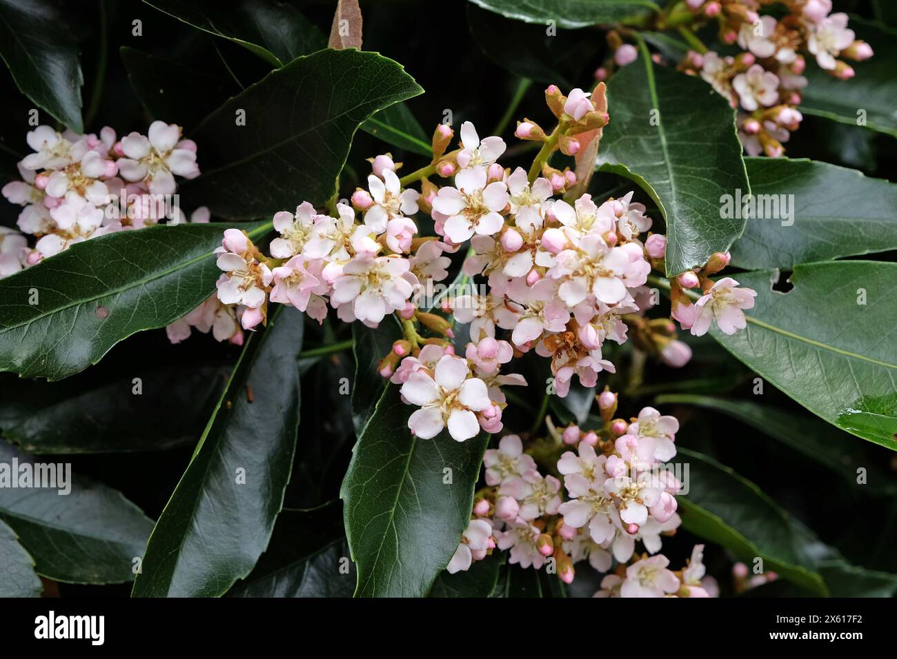 Coppertone hi-res stock photography and images - Alamy