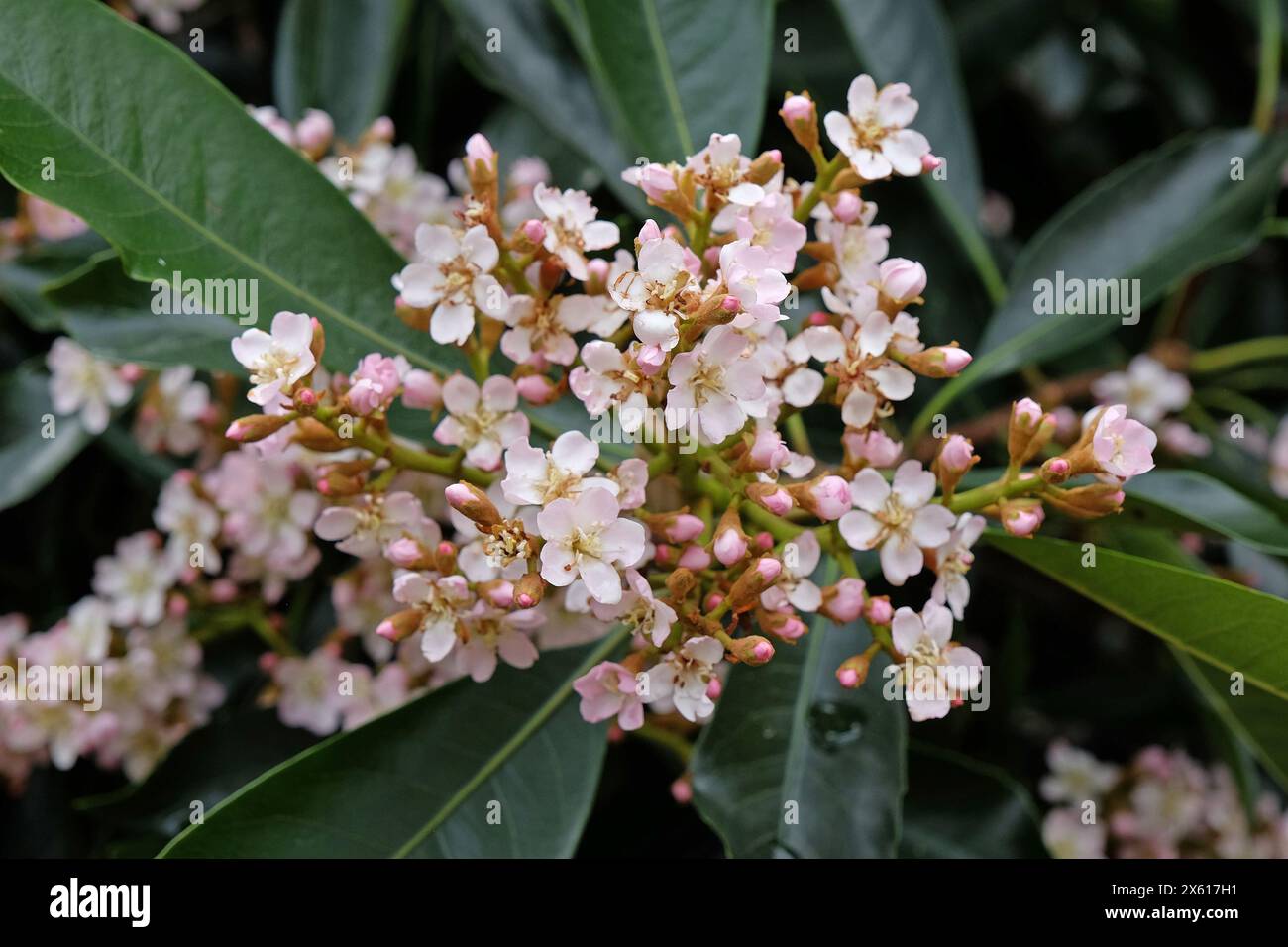 Coppertone hi-res stock photography and images - Alamy