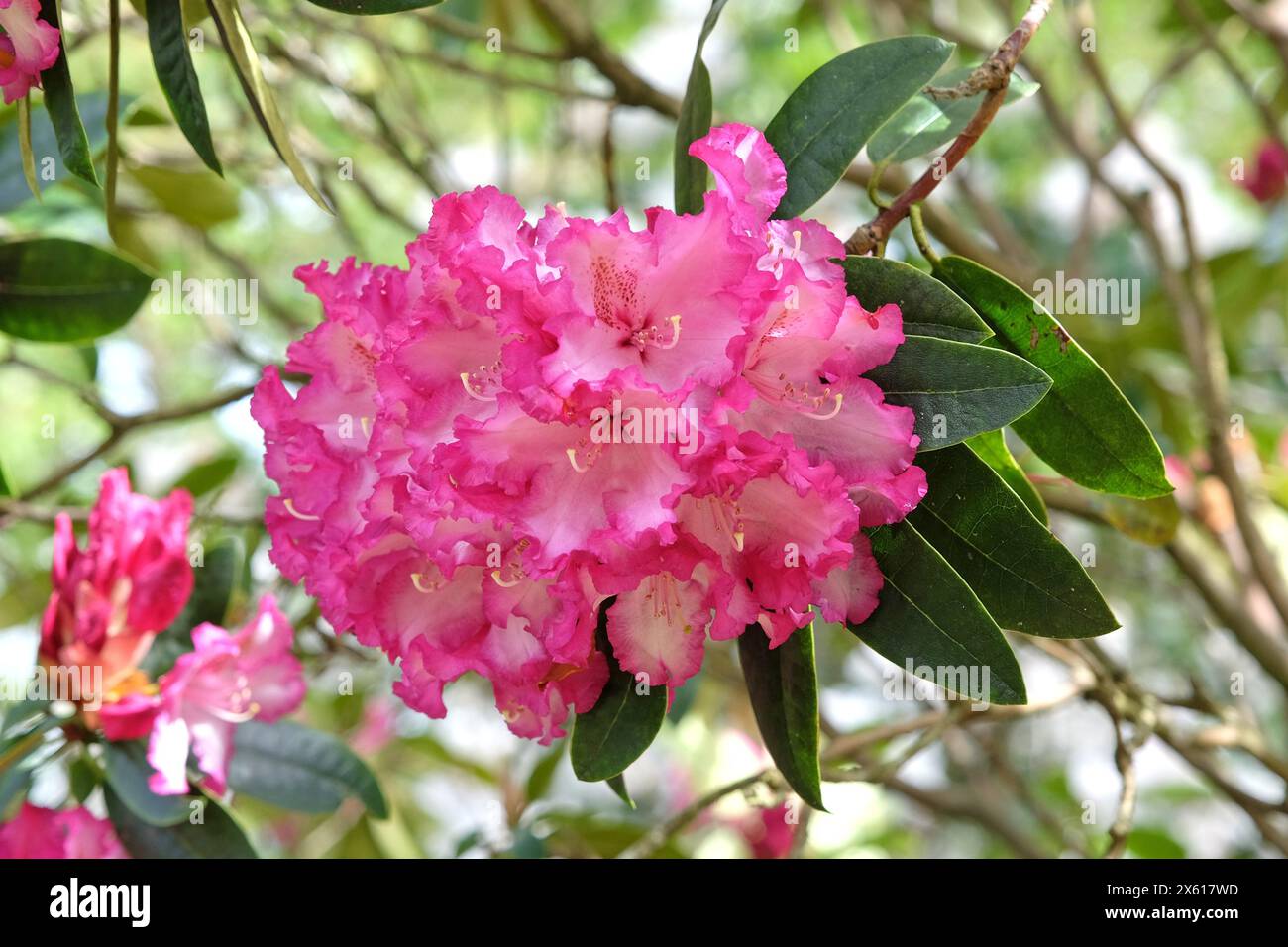 Pink and white California Rhododendron ‘Elsie Watson’ in flower Stock ...