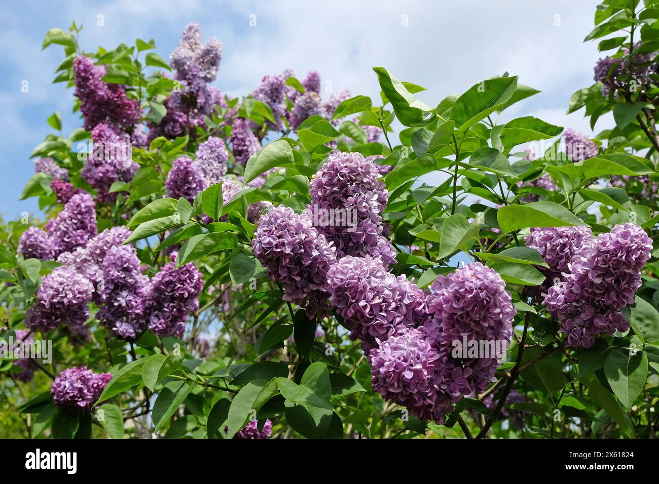 Lilac tree purple flowers hi-res stock photography and images - Alamy