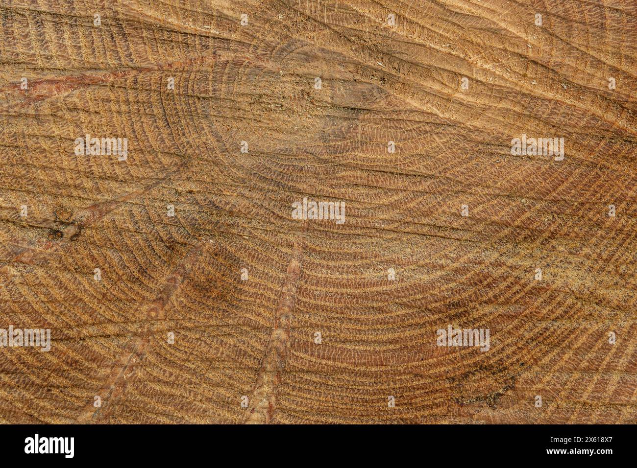 Freshly cut pine log showing tree rings in detail Stock Photo - Alamy