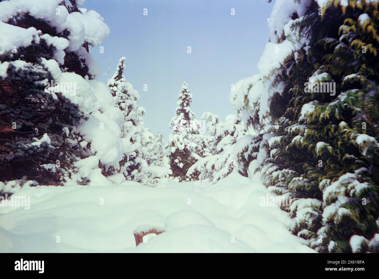 Trees in the Swiss Alps under an heavy snowfall, shot with analogue ...