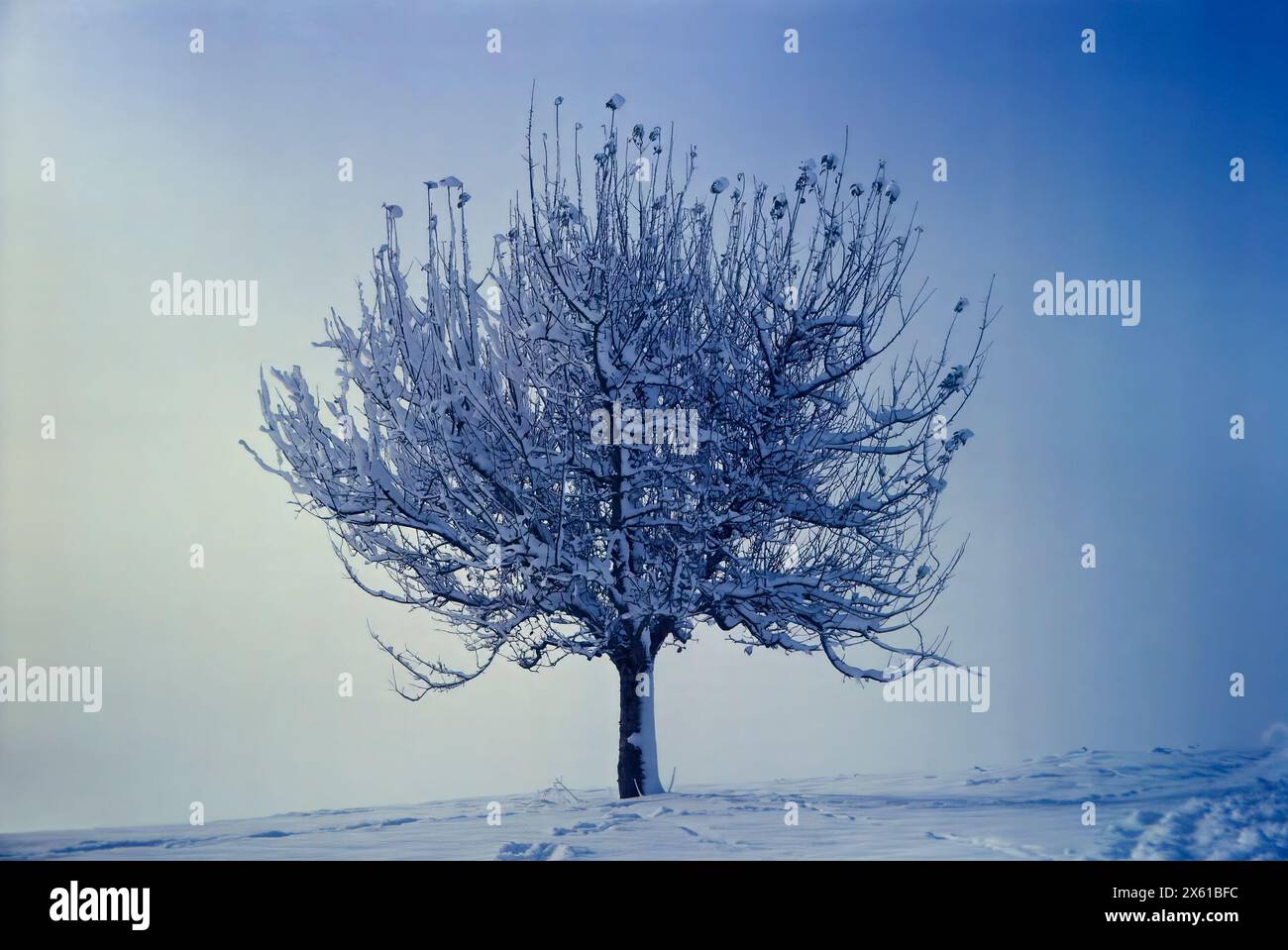 Trees in the Swiss Alps under an heavy snowfall, shot with analogue ...