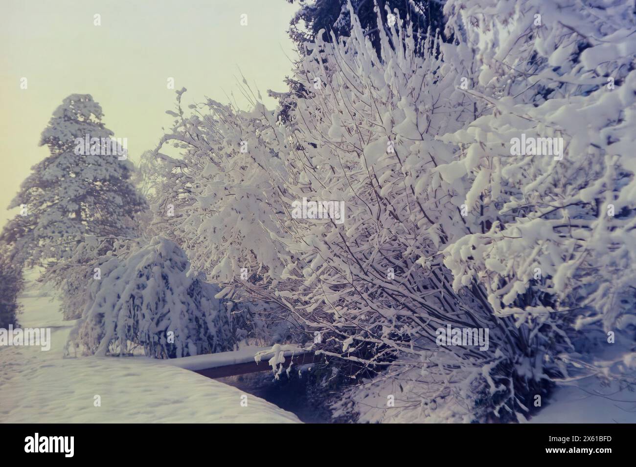 Trees in the Swiss Alps under an heavy snowfall, shot with analogue ...