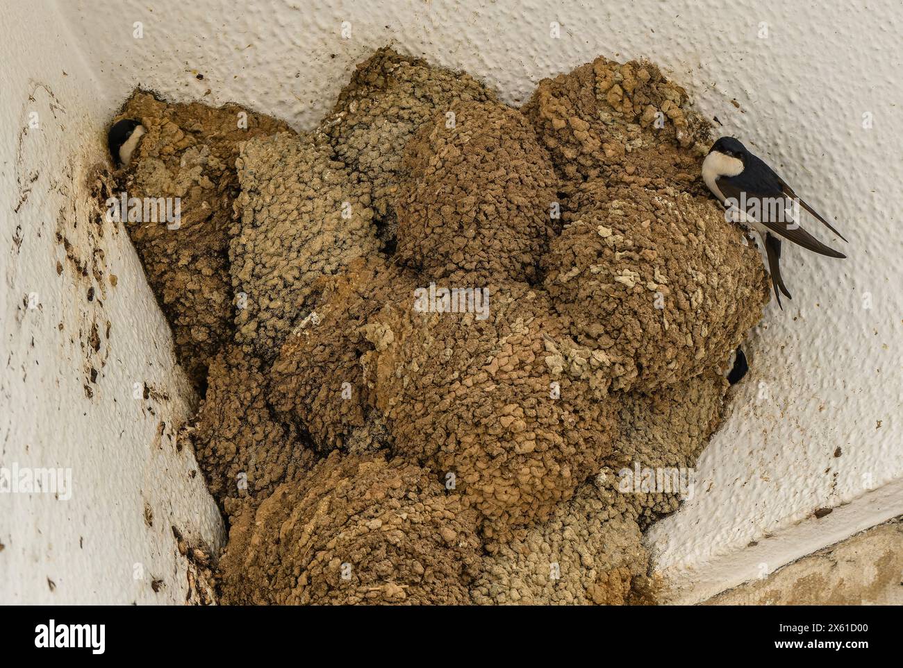 Mass of occupied Common house martin, Delichon urbicum, nests in spring ...