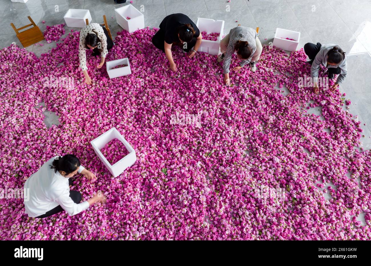 NANTONG, CHINA - MAY 12, 2024 - Flower farmers sort roses at the rose ...